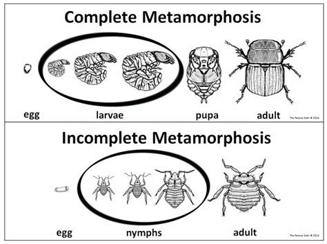 Pictures Of Incomplete Metamorphosis