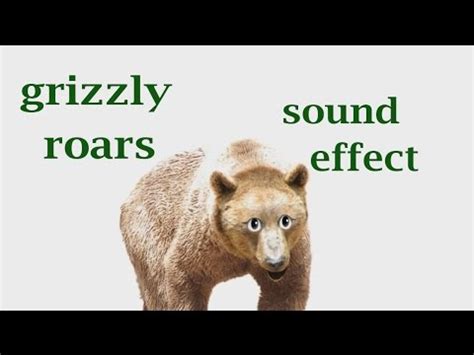 The Animal Sounds Sounds Of A Grizzly Bear Roaring Sound Effect