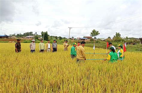 မိုင်းရယ်မြို့နယ်၌ နွေစပါး စံကွက်ရိတ်သိမ်း Information And Public