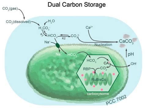 A Review Of Algae Based Carbon Capture Utilization And Storage Algae Based Ccus