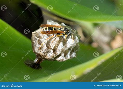 Two European Paper Wasps Polistes Dominula Flying Around A Small Nest
