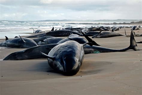 Pygmy Killer Whale Pygmy Killer Whales ~ Marinebio Conservation