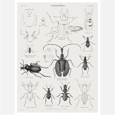 Coleoptera Beetles Poster Tofujoe