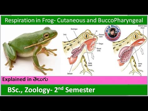 Frog Respiratory System