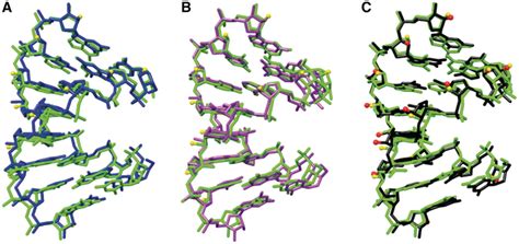 Comparison Between The Conformations Of 2′ F Rna And Rna Duplexes