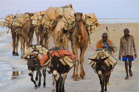 Long Distance Traders Transport Goods Across The Afar Region Credit David Meffe African Arguments