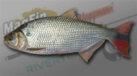Брикон \ Brycon - Рыбы - Fishing Planet Forum