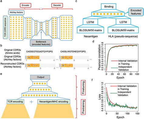 Deep Learning Based Prediction Of The T Cell Receptor Antigen Binding Specificity Pmc