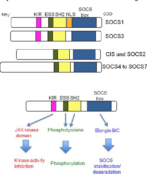 Figure 2 From Socs Inflammation And Metabolism Semantic Scholar