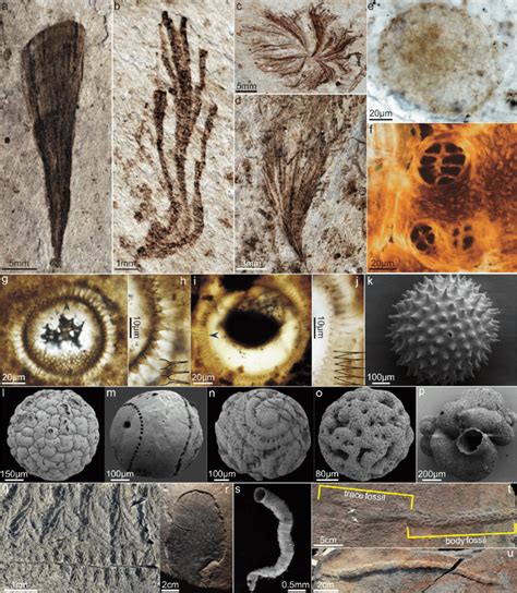 Representative Eukaryotic Fossils In Stage 4 0 635 0 541 Ga A D Download Scientific