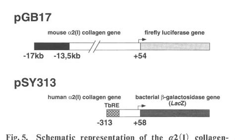 Figure 5 From Transcriptional Activation Of Type I Collagen Gene During Hepatic Fibrogenesis