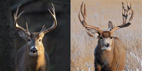 Mule Deer Vs White Tailed Deer 8 Key Differences Nature Blog Network Mule Deer Vs White Tailed Deer 8 Key Differences Nature Blog Network