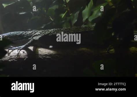 Varanus Macraei Lizard Walking By A Trunk In A Wetland Varanus