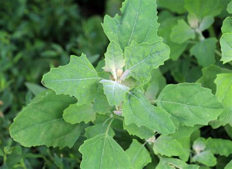 30 Common Weeds—and How To Control Them