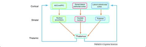 Cingulate Cortex Ocd