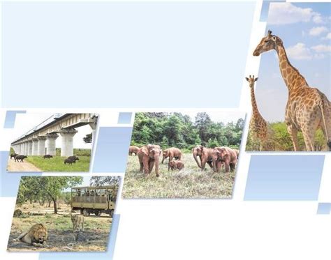 共建万物和谐的地球生命共同体 知乎