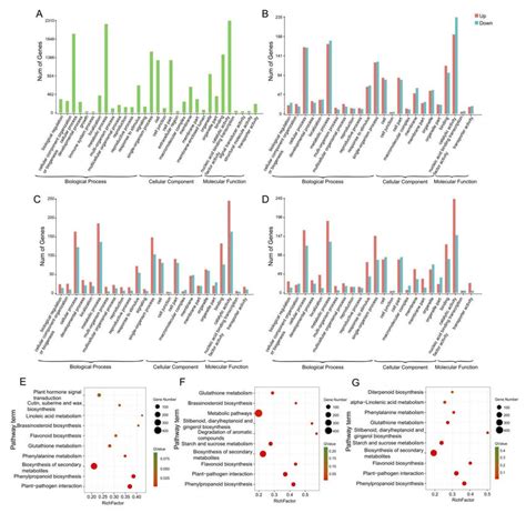 Go And Kegg Annotation Of Unigenes Of Different Free Nuclear Mitosis Download Scientific