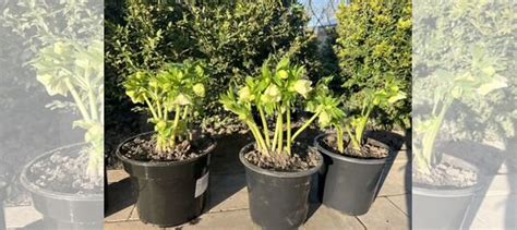 Морозник,два сорта купить в Калининграде | Товары для дома и дачи | Авито