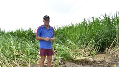 North Queensland Floods Giru Cane Farmer Robert Sockham Counts The