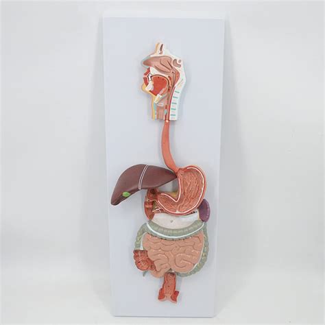 Buy N A Human Digestive System Model Liver Model Stomach Model Large