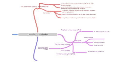 Control And Coordination Coggle Diagram