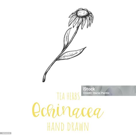 에키네시아 허브 손으로 그린 벡터 일러스트 고립 된 허브 티 스케치 건강관리와 의술에 대한 스톡 벡터 아트 및 기타 이미지