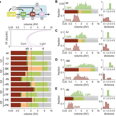 Bg 11 Medium Composition Download Table