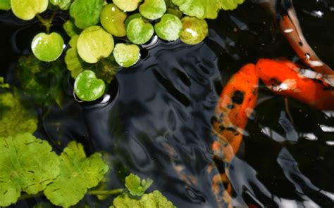 Completely Eliminated My String Algae Problem Nualgi Ponds
