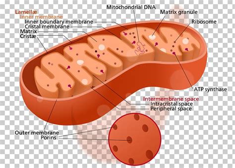 Mitochondrion Cytoplasm Cell Organelle Mitochondrial Dna Png Clipart