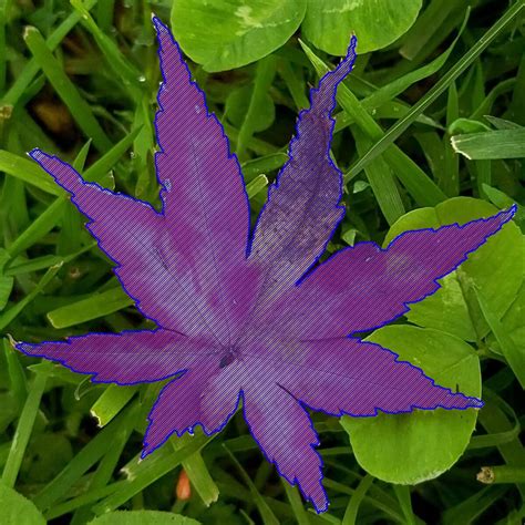 Accurate Mapple Leaf Shapes Segmentation Kaggle