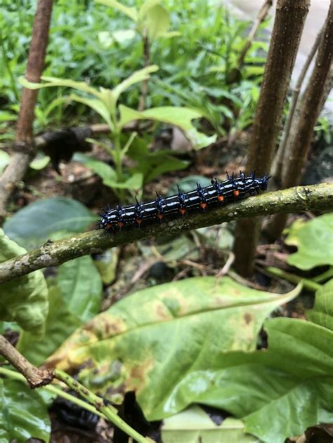 Please Help To Identify R Caterpillars