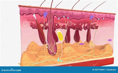 A Free Nerve Ending Is An Unencapsulated Dendrite Of A Sensory Neuron