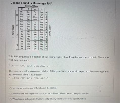 Solved Ser Stop Codons Found In Messenger Rna Second Base U