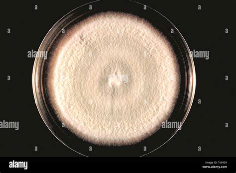 Close Up Photograph Of The Agar Plate Culture With A Colony Of The Fungus Acremonium Falciforme