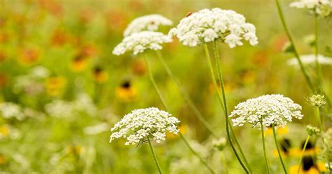 How To Grow Queen Annes Lace Daucus Carota