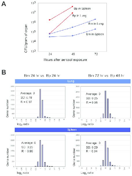 Comparison Of In Vivo Gene Expression Patterns Between B Mallei And B
