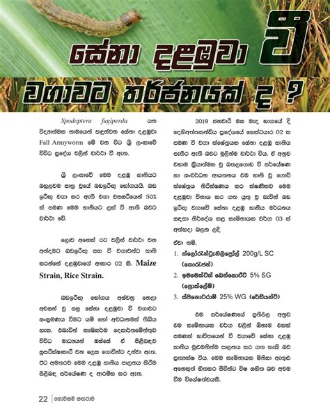 සේනා දළඹුවා වී වගාවට Department Of Agriculture Sri Lanka Facebook