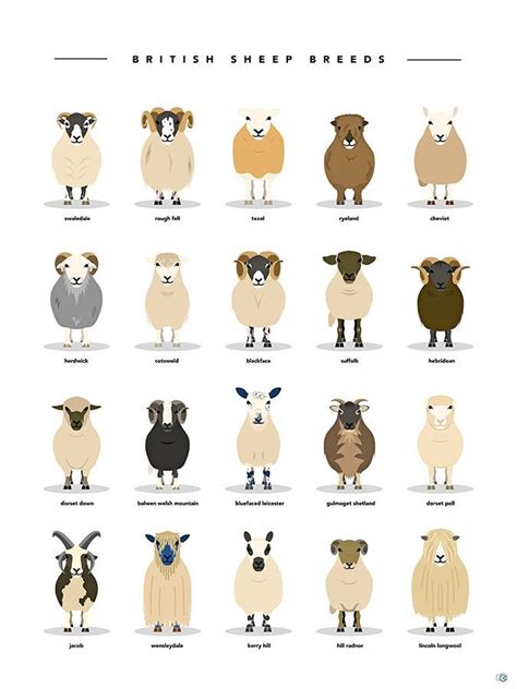 Sheep Chart With Breeds Name Stock Vector Illustration Of East Friesian
