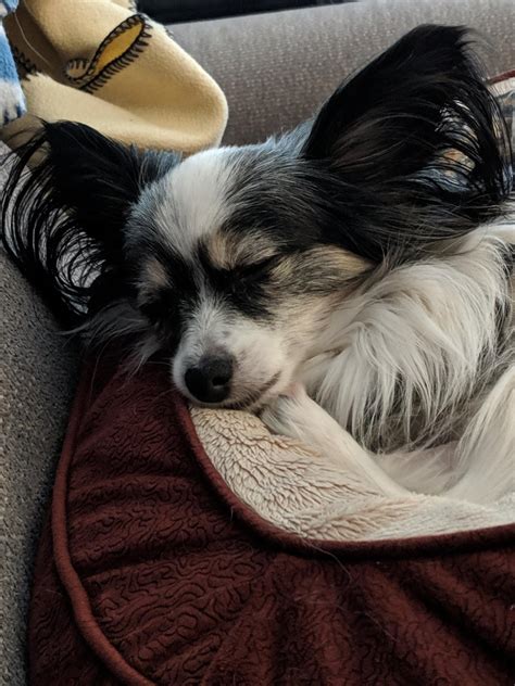 Satyr Chasing Dem Naps R Papillon