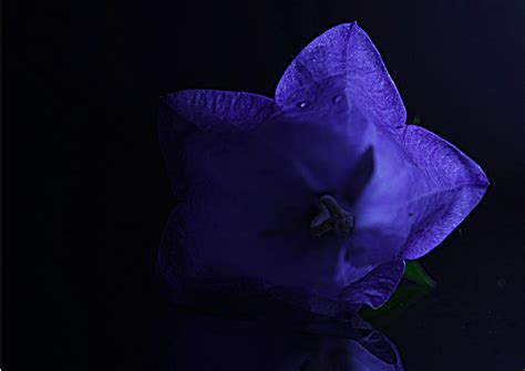 벨 꽃 블 룸 Pixabay의 무료 사진 Pixabay