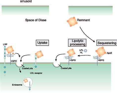 Figure From LDL Receptor Related Protein Unique Tissue Specific Functions Revealed By