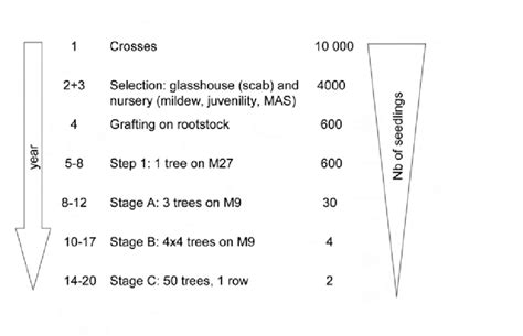 Apple Selection Scheme At Acw Wädenswil Download Scientific Diagram