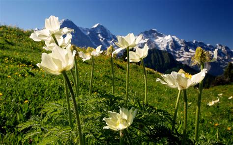 Flowers Swiss Alps