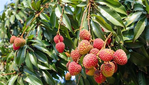 Premium Photo Lychee Tree Full Of Lychee Fruit