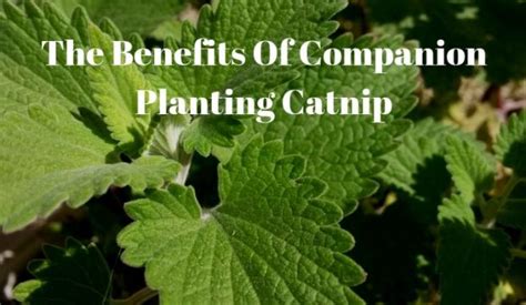 Companion Planting Catnip The Benefits Growing Guides