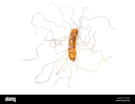 Clostridium Difficile Colitis Cut Out Stock Images And Pictures Alamy