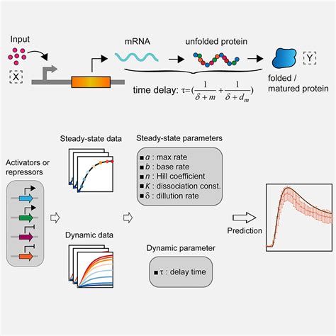 The Dynamic Process Characterization And Prediction Of Synthetic Gene