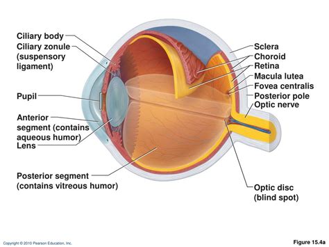 Ppt The Eye Part A Powerpoint Presentation Free Download Id3763864