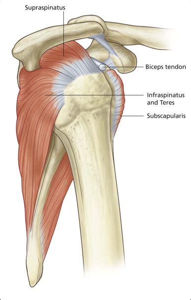 Transverse Ligament Shoulder