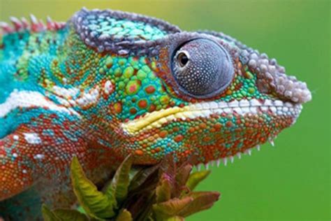 Cognadev Resources Blog Values And Culture